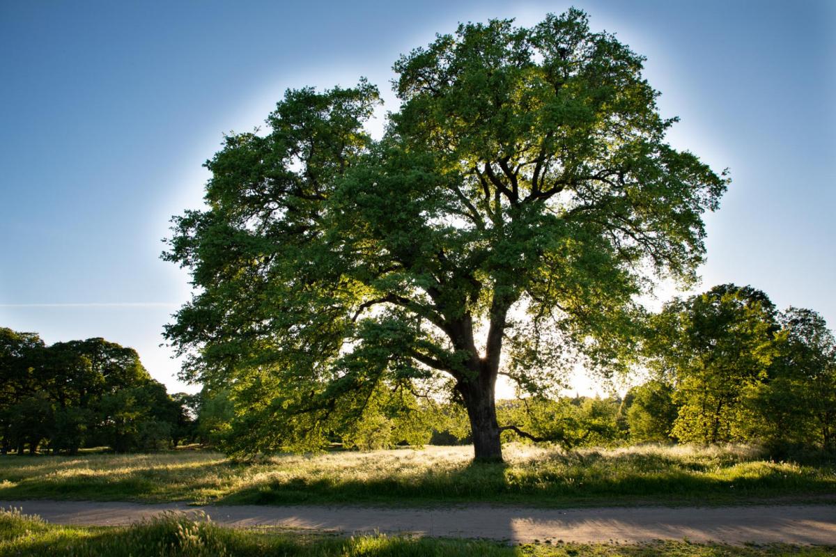 Parks & Recreation Month - City of Rocklin